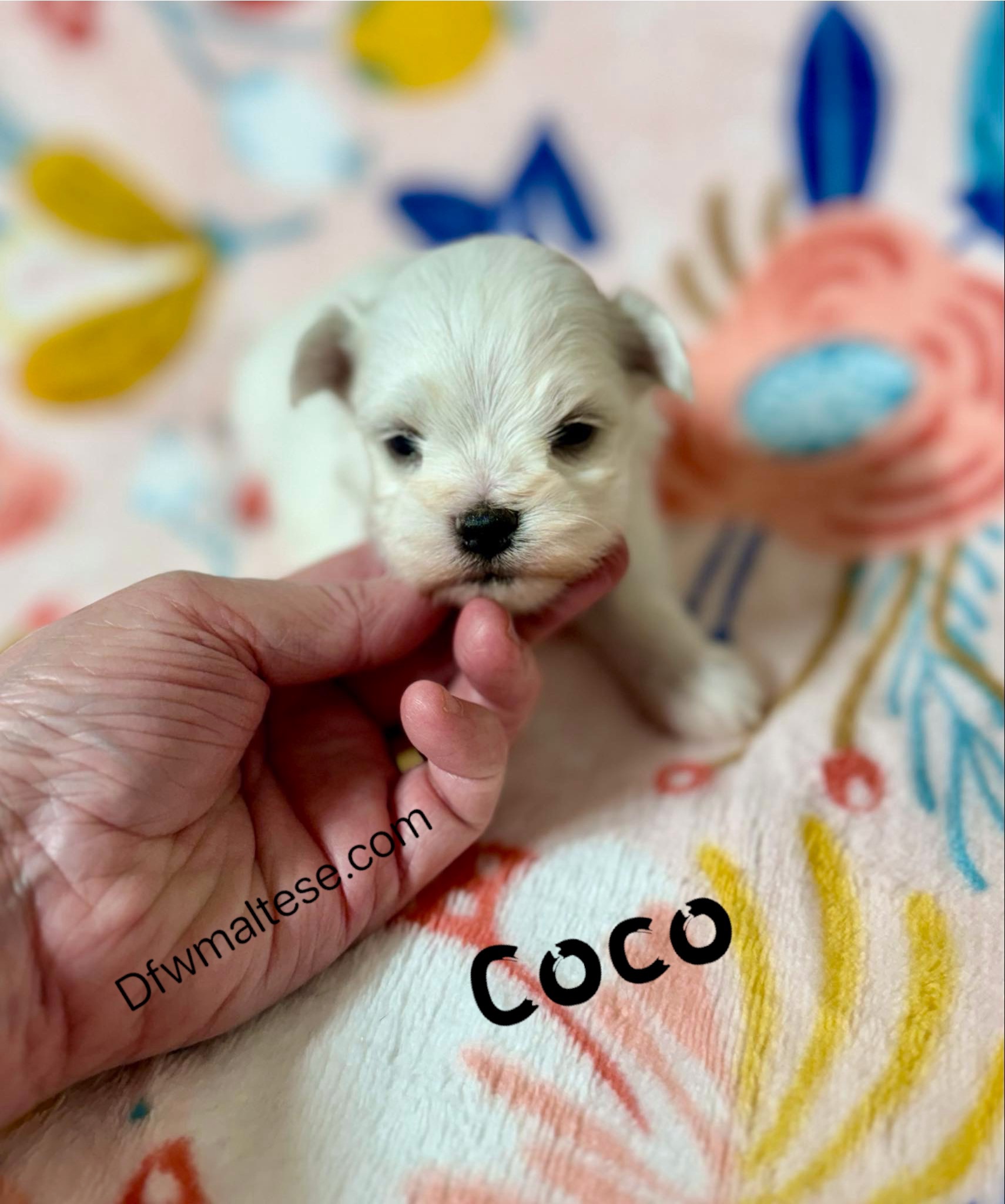 Puppies For Sale – DFWMaltese.com