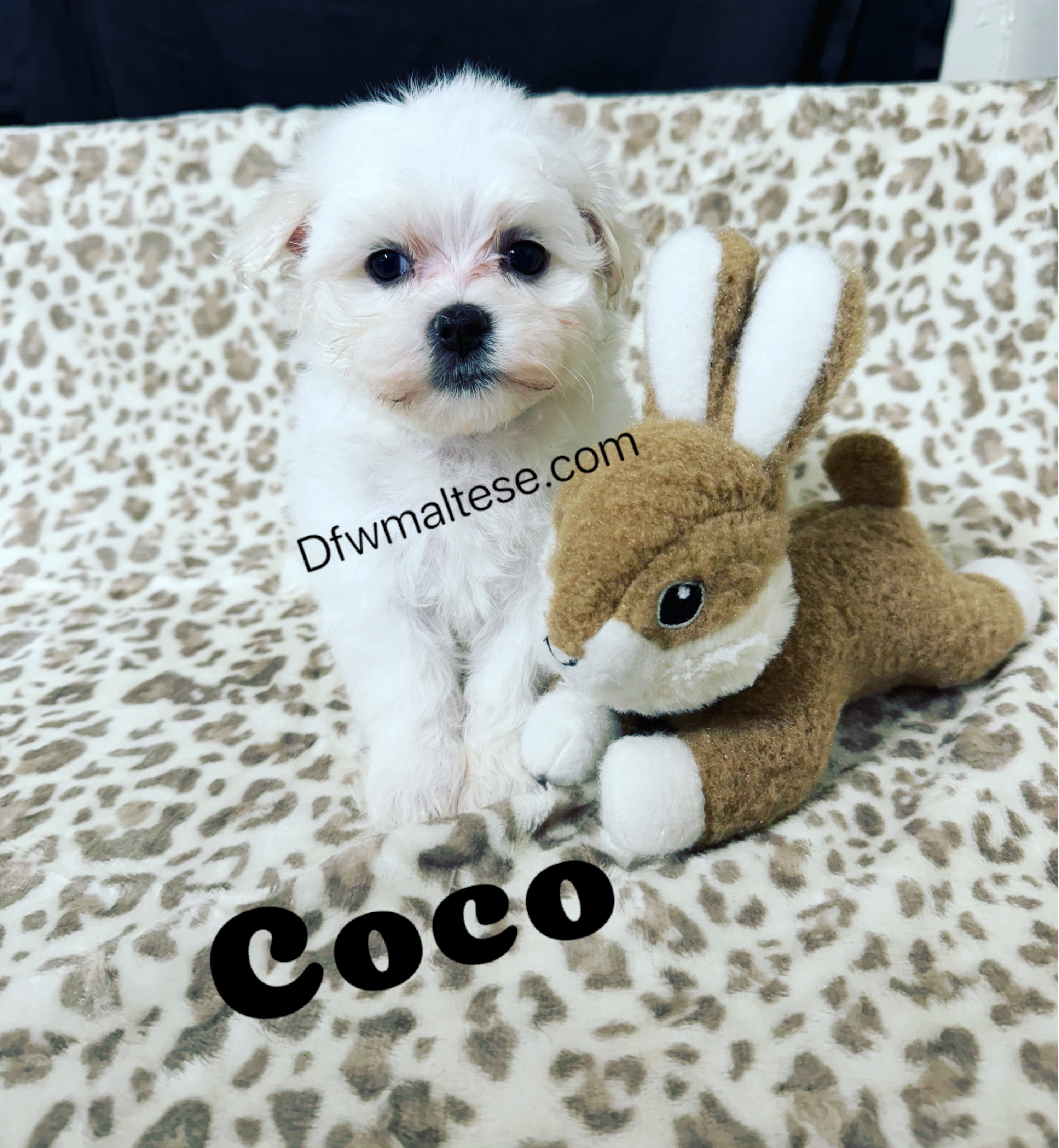 Puppies For Sale – DFWMaltese.com