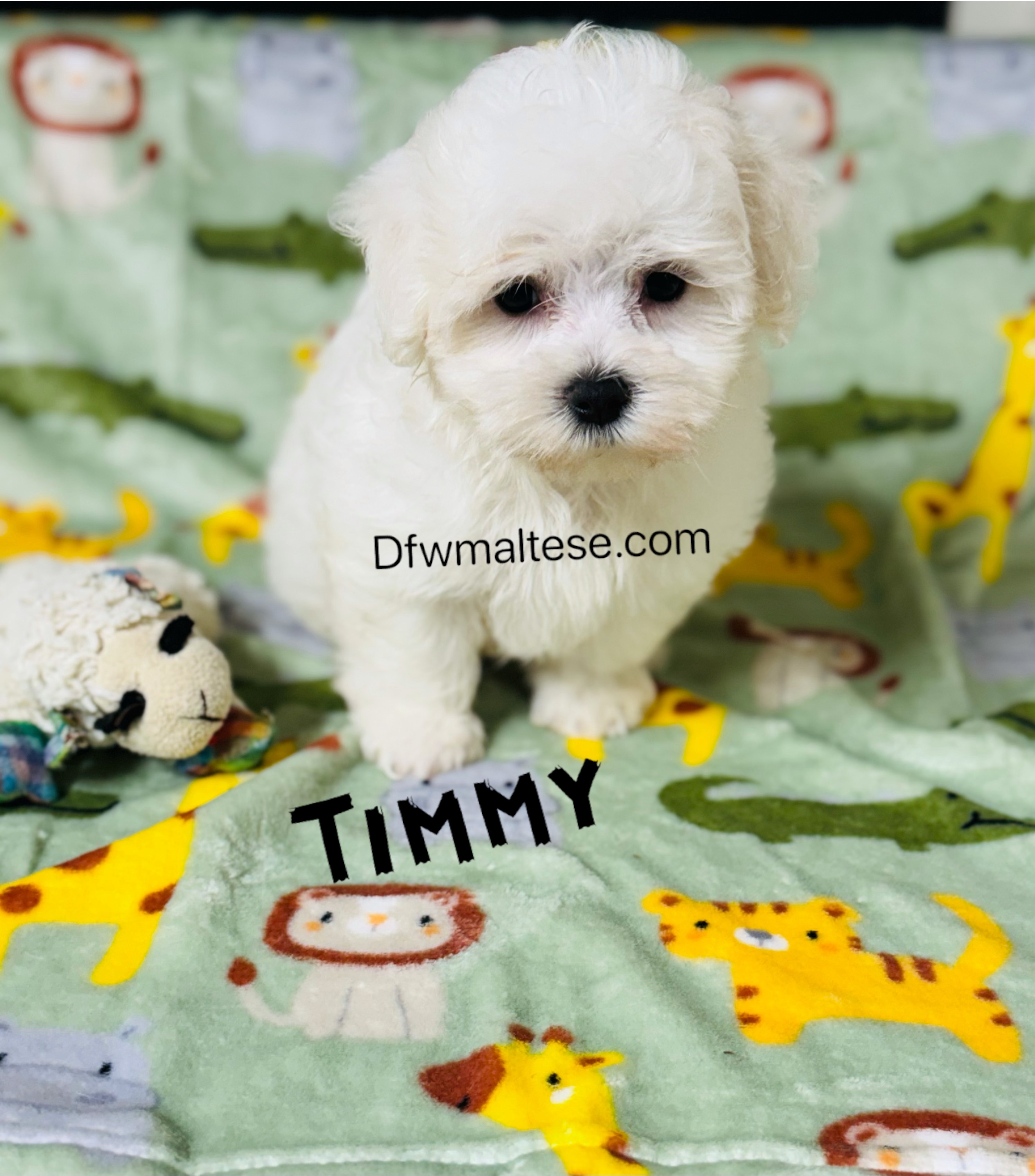 Puppies For Sale – DFWMaltese.com